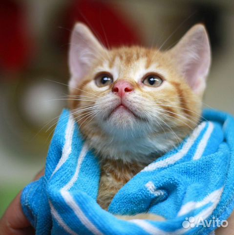 Рыжий котенок Кузя девочка 3 месяца