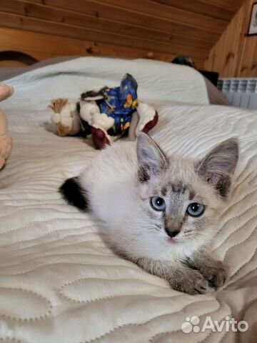 Котенок в дар 1,5 мес девочка