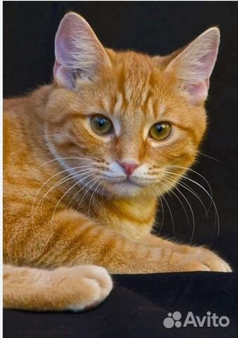 Кот огненно рыжий