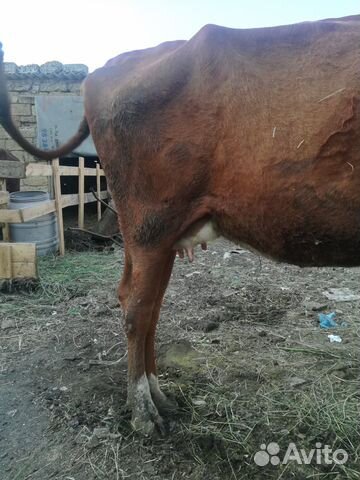 Корова дойная