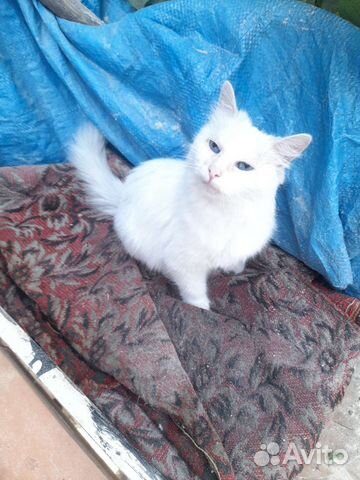 Кошка в дар бесплатно