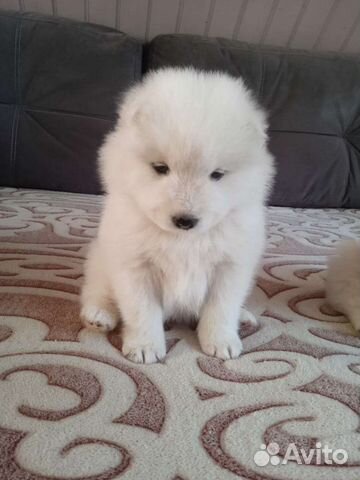 Самоедская лайка щенки