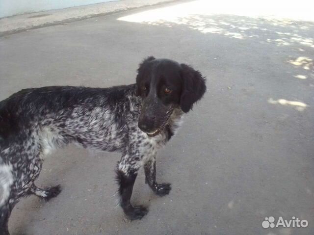 Найдена собака курцхаар может быть метис