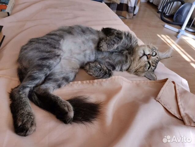 Котик ищет дом