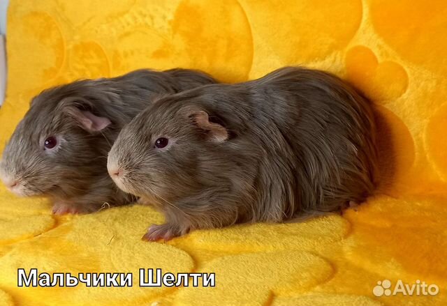 Морские свинки Шелти