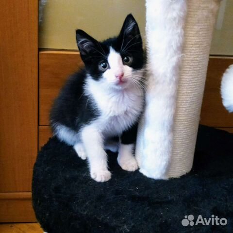 Кузя примет в дар человека