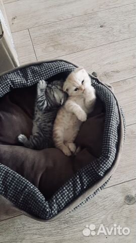 Шотландские вислоухие котята