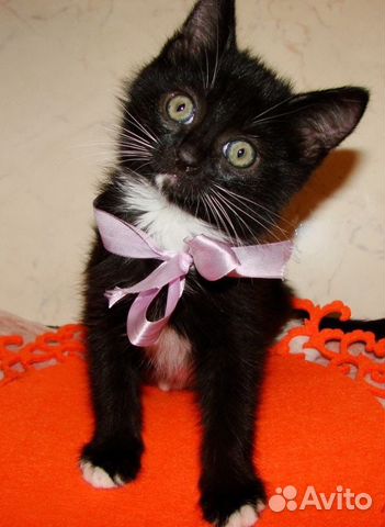 Маленький черный котенок в галстуке в дар