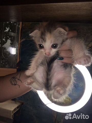 Вислоухие мини котята
