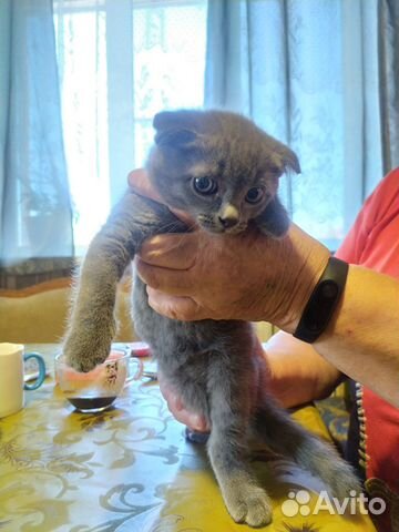 Отдам в добрые руки