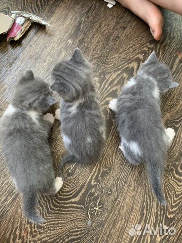 Котята в добрые руки бесплатно