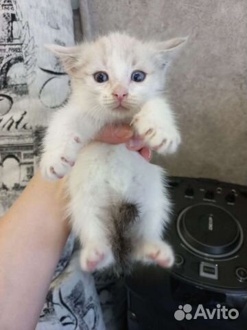 Котёнок бесплатно