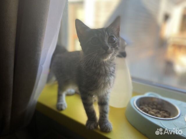 Котята в добрые руки бесплатно