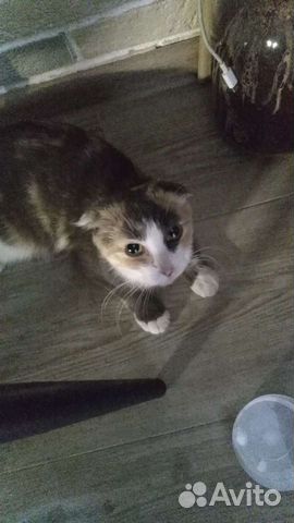 Кошка молодая Вислоухая