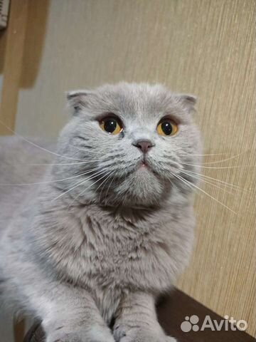 Британская вислоухая кошка