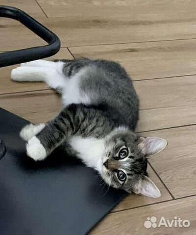 Котик-енотик ищет дом