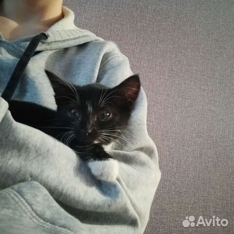 Котик кот бесплатно