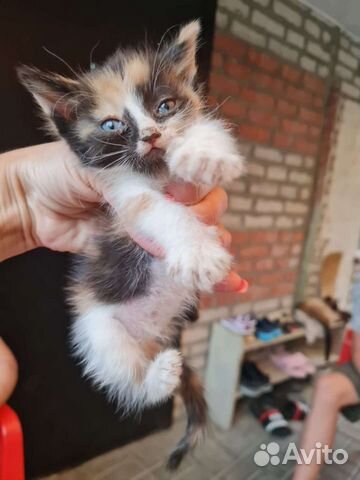 Ласковый комочек в добрые ручки