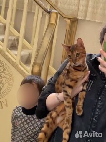 Бенгальская кошка