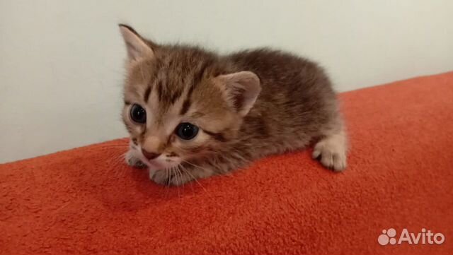 Котенок ребенок