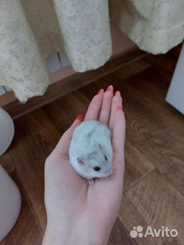 Джунгарский хомяк с клеткой