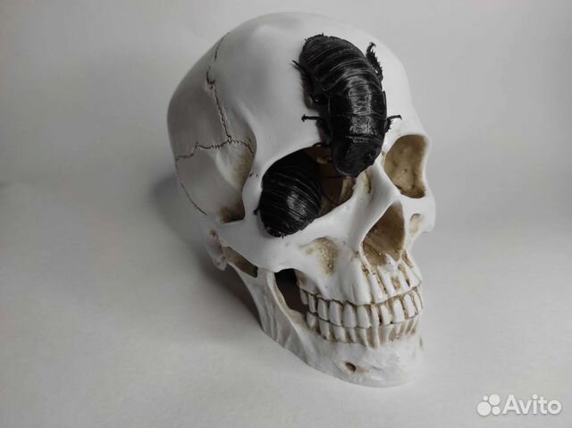 Мадагаскарский таракан