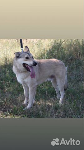 Собака из приюта