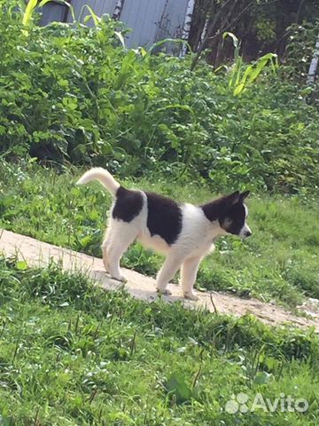 Самоедская лайка