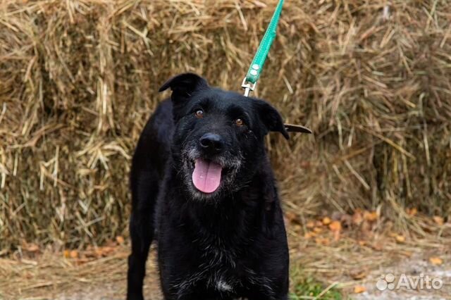 Собака Артист 7-8 лет