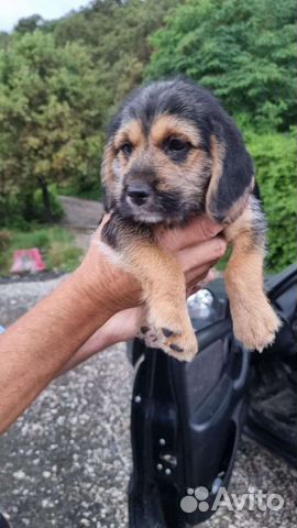 Мохнатенький щенок Девочка в добрые руки