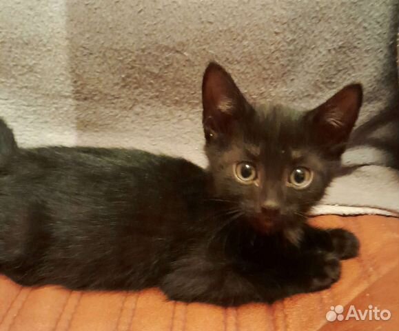 Чёрный котенок девочка 5 недель