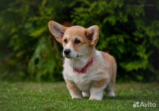 Девочка Вельш Корги Пемброк