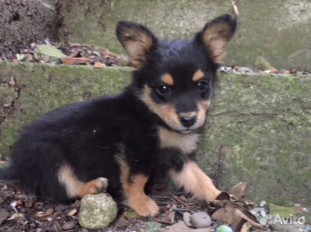 Пуговка ищет дом