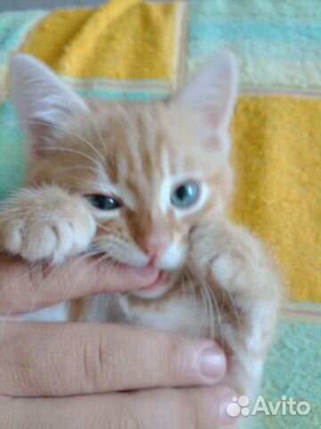 Кошка в дар