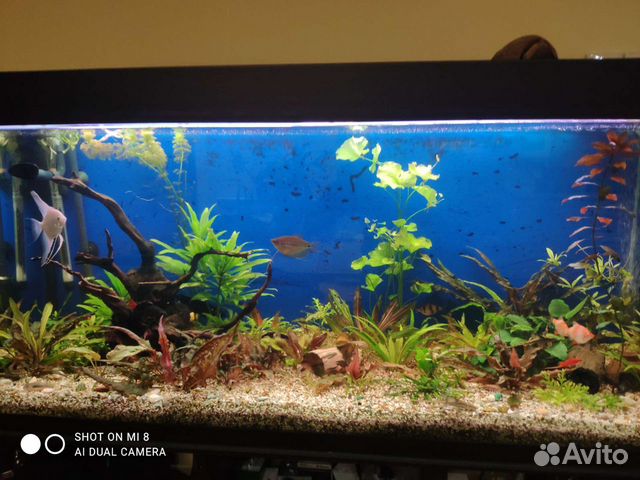 Акваакриум