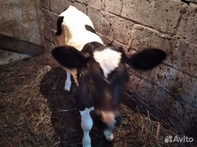 Телка 37,5 Джерсейская