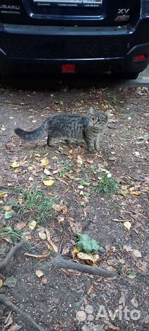 Кошечка в опасности. Очень нужен дом