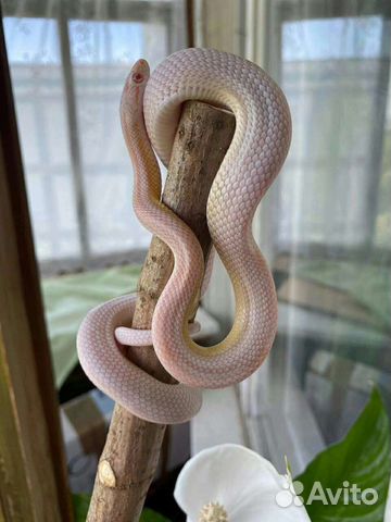 Маисовый полоз