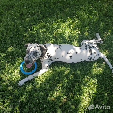 Далматин Мирабэль 6мес