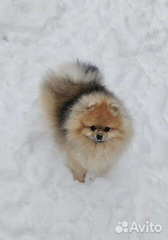 Померанский шпиц мини