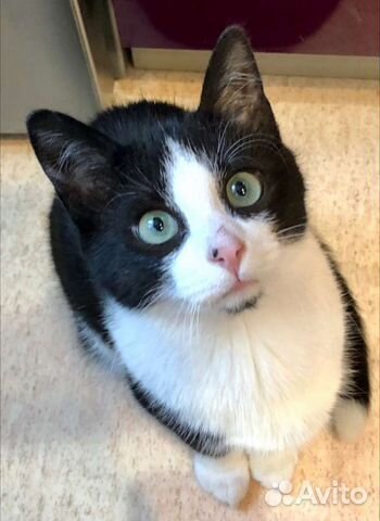 Котёнок Мишка