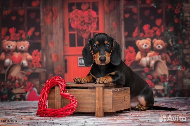 Миниатюрная такса черно-подпалая