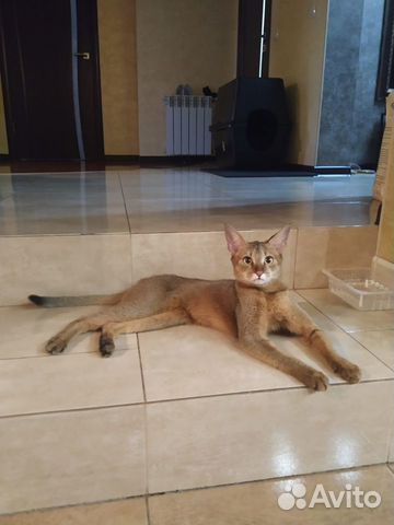 Чаузи кошка