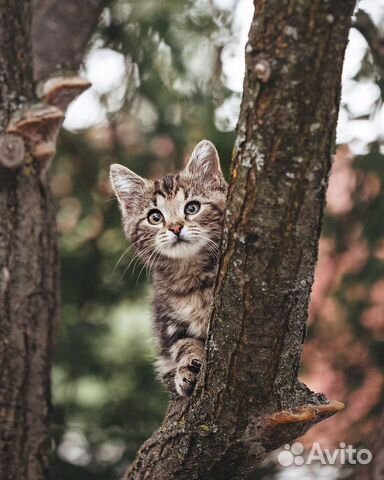 Котенок Машенька в добрые руки