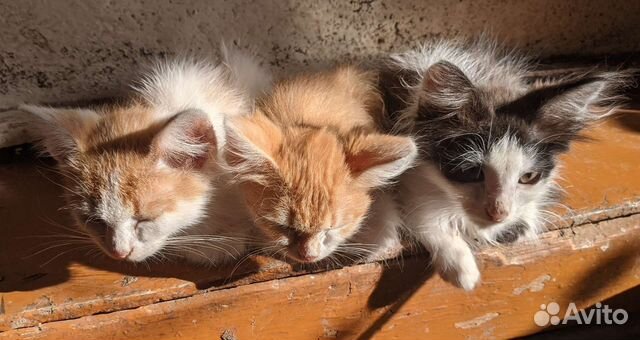 Отдам в добрые ручки котяток
