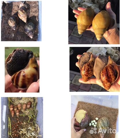 Архахатины: несушки, подростки, малыши