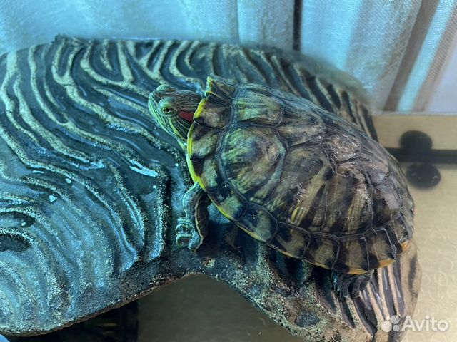 Черепахи с террариумом