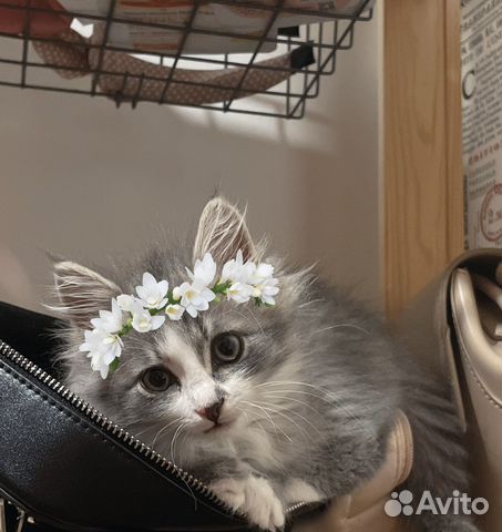 Кошка