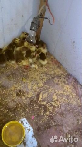 Мускусные утята