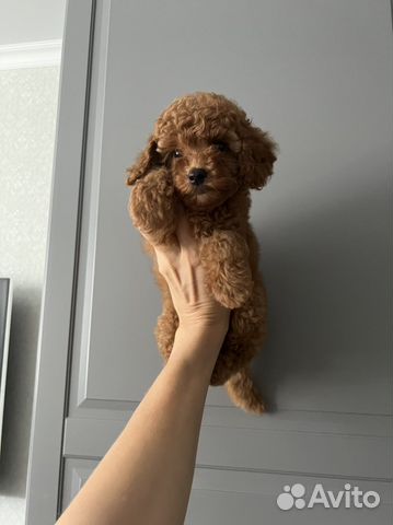 Той-пудель кукольная девочка